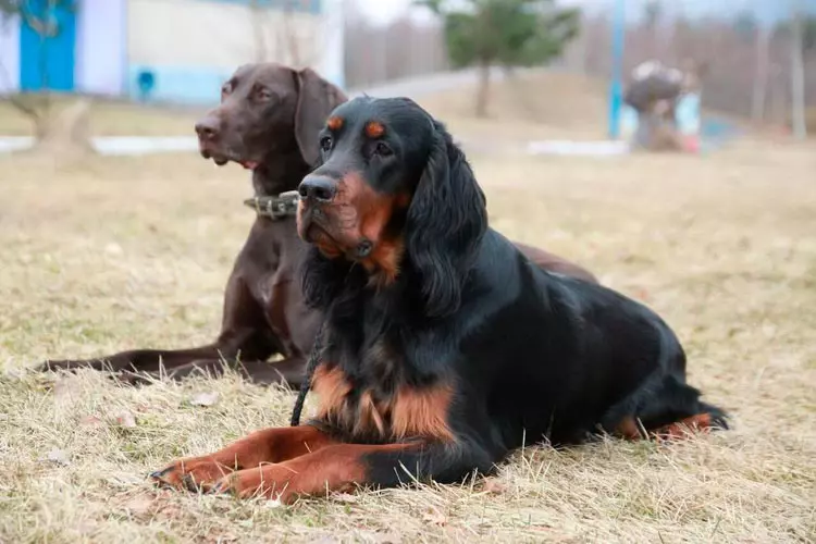 Skotsk setter eller korthåret pointer