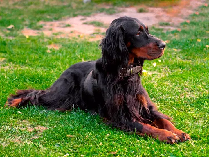 Scottish Setter (Gordon): beskrivelse af hunderacen med fotos og videoer 5616_6