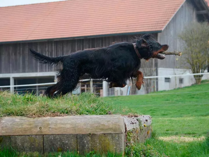 Scottish Setter (Gordon): beskrivelse af hunderacen med fotos og videoer 5616_7