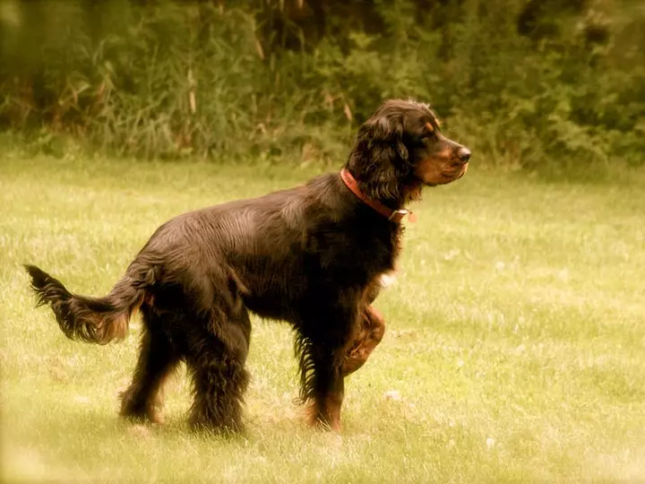 Scottish Setter (Gordon): tsananguro yerudzi rwembwa nemifananidzo nemavhidhiyo 5616_8