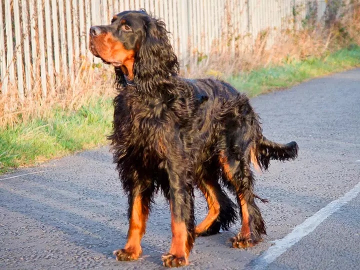 Scottish Setter (Gordon): fotoşəkillər və videolar ilə it cinsinin təsviri 5616_9