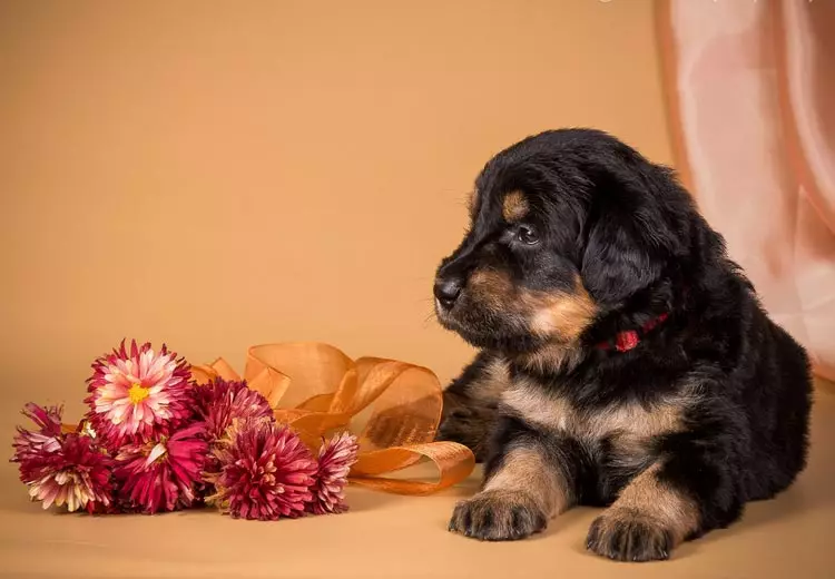 щеня ховаварт скільки коштує