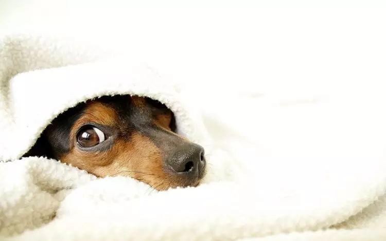 O cachorro se escondeu debaixo do cobertor