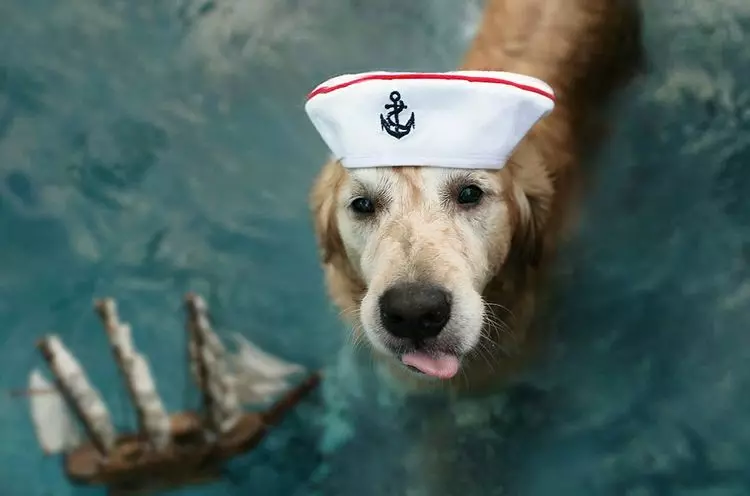 Koer meremees