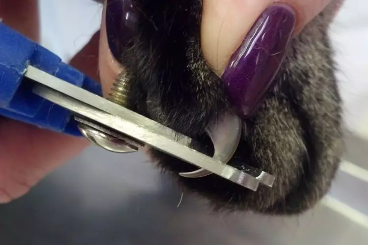 Cutting the claws of a cat
