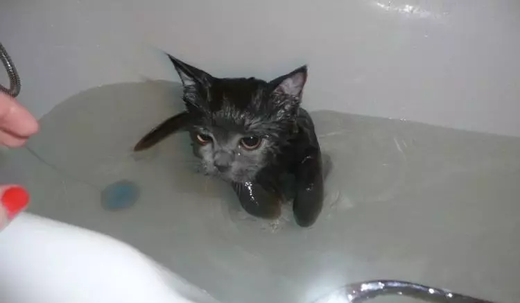 Како опрати мачку у купатилу