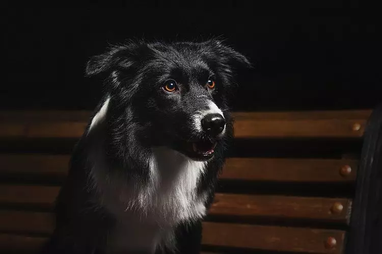 Cachorro em um banco