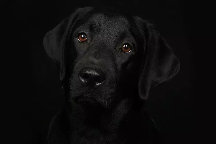 Labrador ຢູ່ໃນຄວາມມືດ