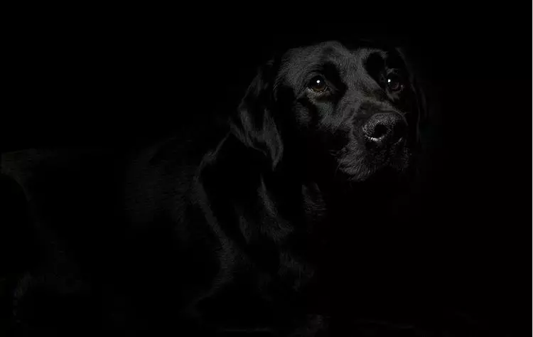 Kutya a sötétben