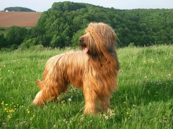 Briard (francuski dugodlaki ovčar): fotografije i video zapisi, opis pasmine, cijene 5634_10