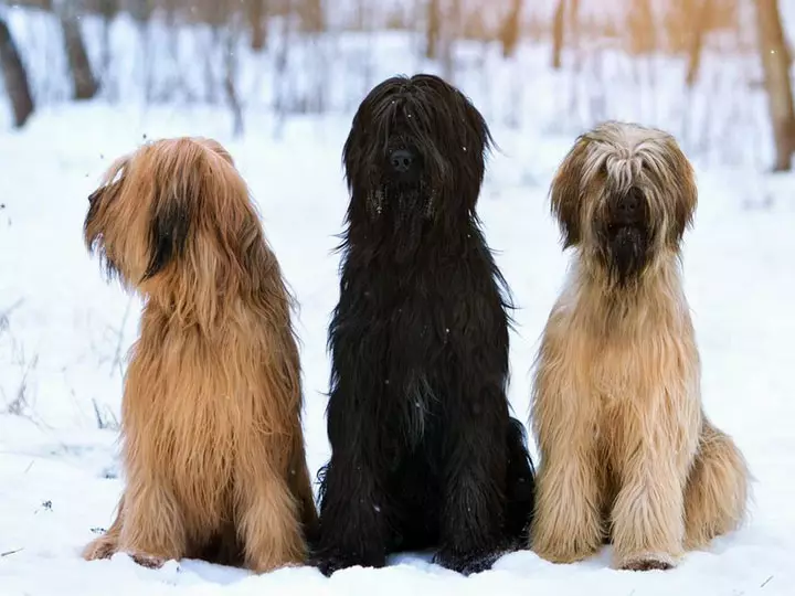 Briard (Franse langharige herdershond): foto's en video's, rasbeskrywing, pryse 5634_12