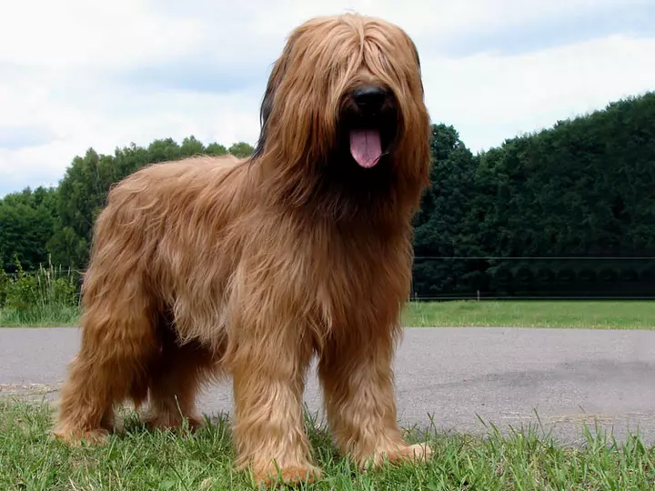 Briard (Franse langharige herdershond): foto's en video's, rasbeskrywing, pryse 5634_13