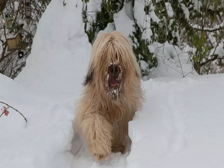 Briard (francuski dugodlaki ovčar): fotografije i video zapisi, opis pasmine, cijene 5634_14