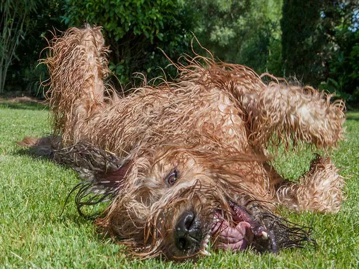 Briard (câine ciobanesc cu părul lung francez): fotografii și videoclipuri, descrierea rasei, prețuri 5634_15