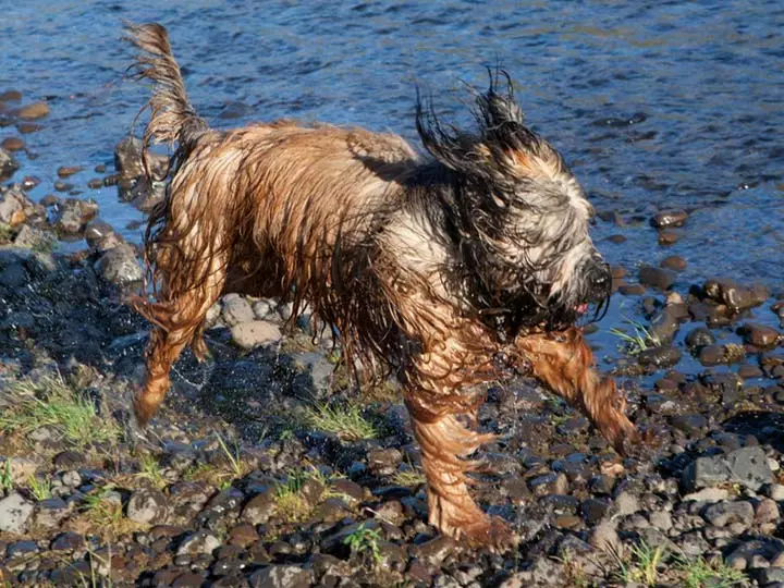 Briard (francuski dugodlaki ovčar): fotografije i video zapisi, opis pasmine, cijene 5634_16