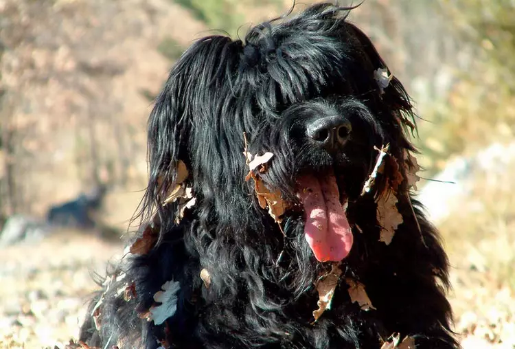 czarny briard