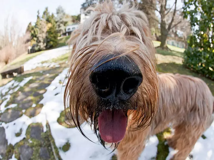 Briard (Franse langharige herdershond): foto's en video's, rasbeskrywing, pryse 5634_7