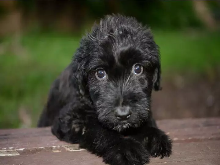 Briard (Franse langharige herdershond): foto's en video's, rasbeskrywing, pryse 5634_8