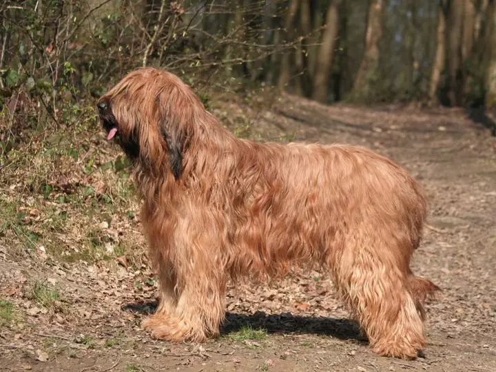 Briard (فرانسيسي ڊگھي وارن وارو شيفرڊ ڪتو): تصويرون ۽ وڊيوز ، نسل جي وضاحت ، قيمتون 5634_9