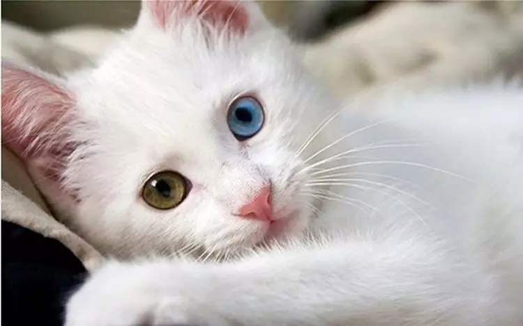 Котки и котки с различни очи: породи | бяло, снимка