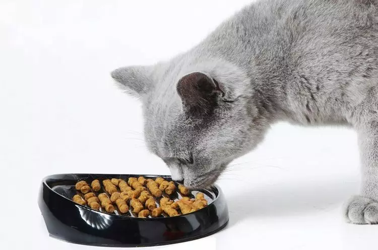 Chat dans un bol de nourriture sèche