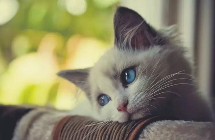 Chaton triste aux yeux bleus