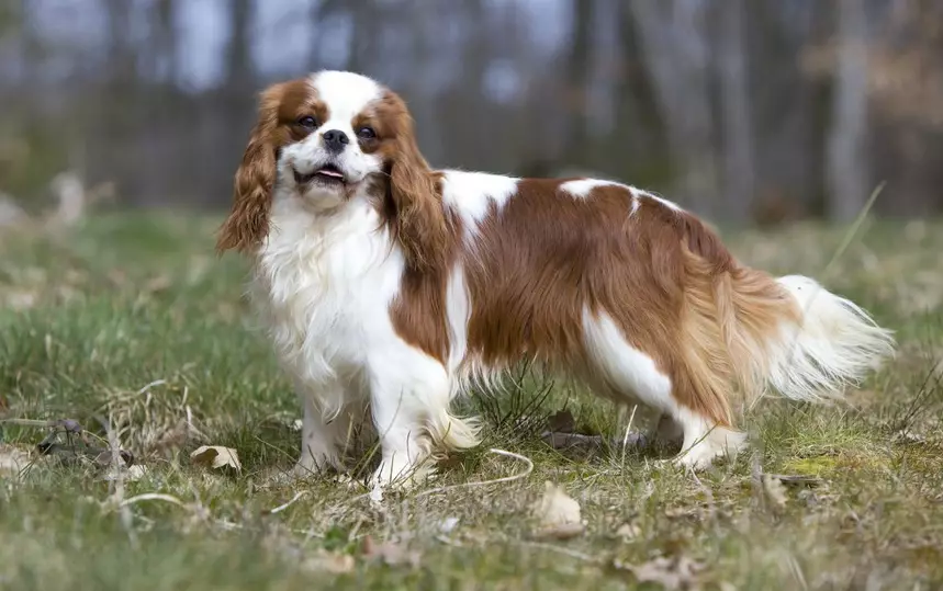 utseendet til en king charles spaniel