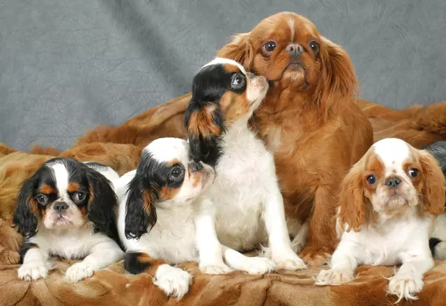 valpar pris king charles spaniel