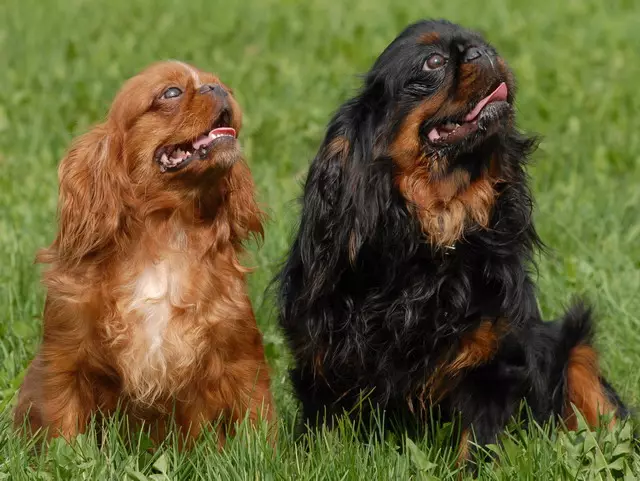 King Charles Spaniels