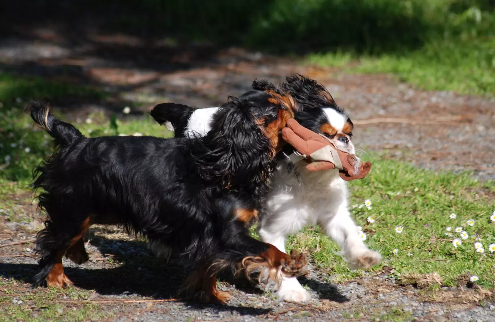 fysisk aktivitet king charles