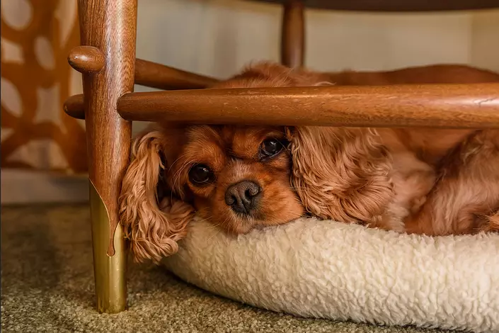 akoonu ti spaniel yẹn