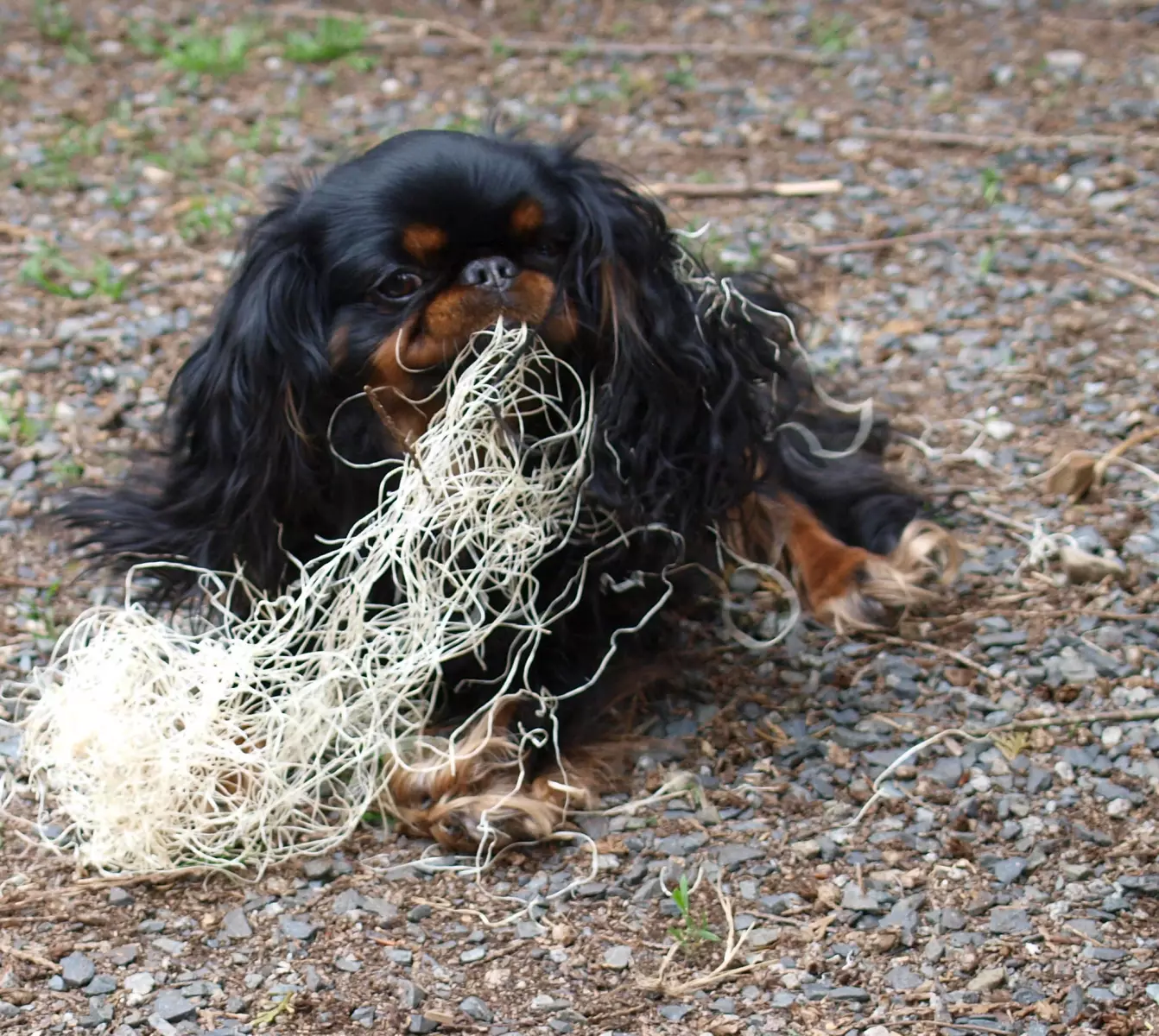 å mate king charles