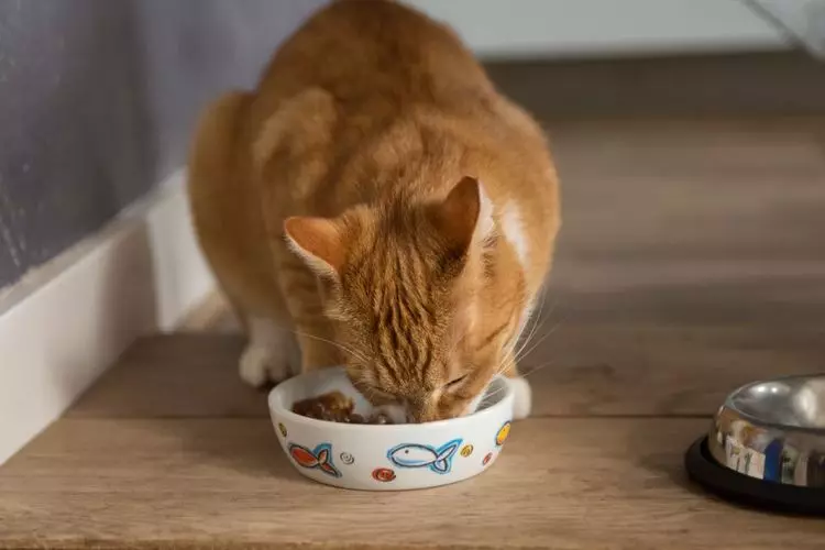 Katten spiser fra en bolle