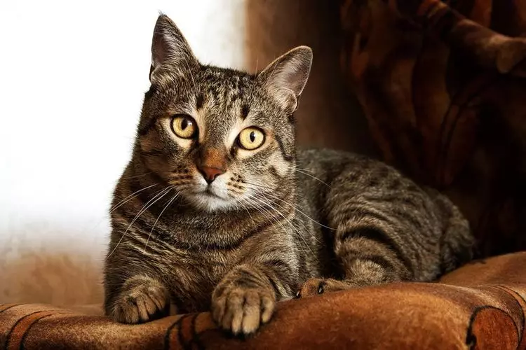 Tabby katt sitter på sofaen