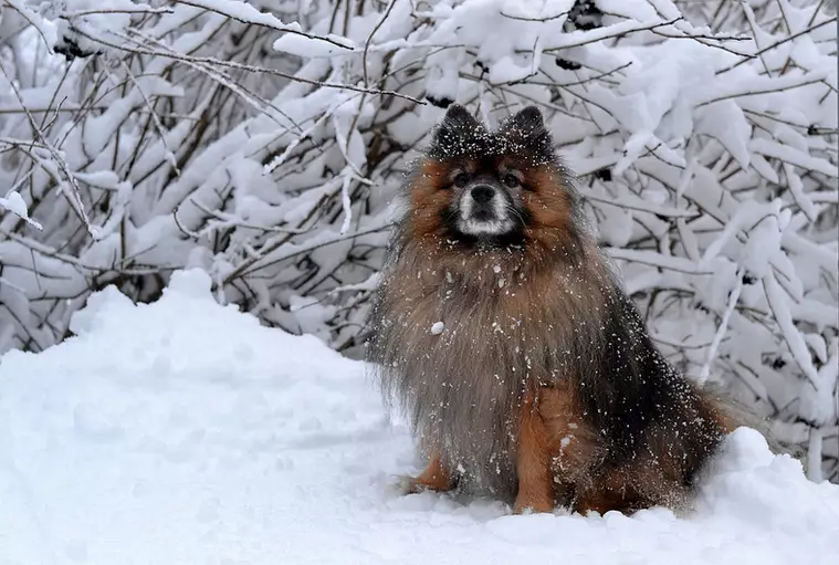 Deutscher kleiner Spitz (Kleinspitz)