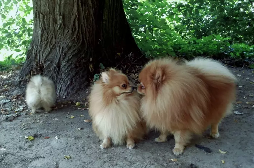 Deutscher kleiner Spitz (Kleinspitz) auf dem Foto