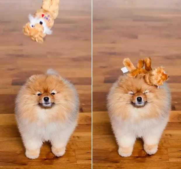 Pomeranian hunderace