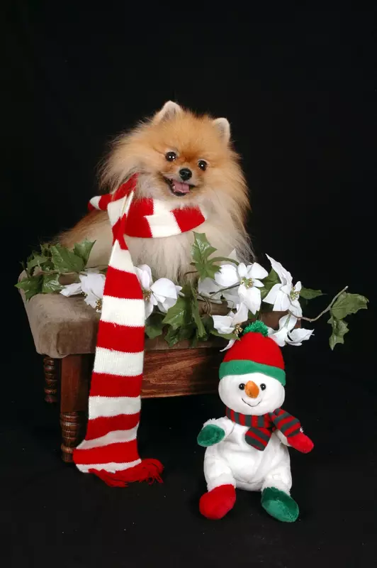 Pomeranian med en snemand