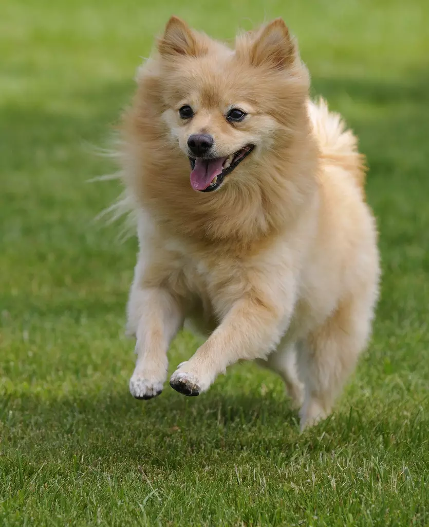 Pomeranian di wêneyê de