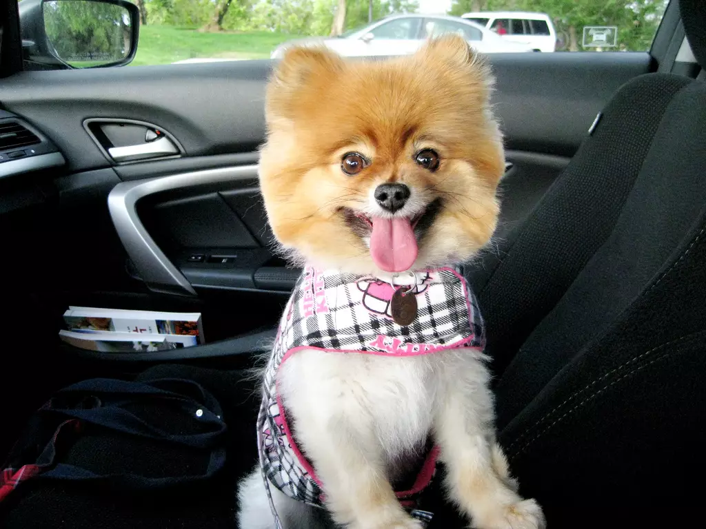 Pomeranian v autě