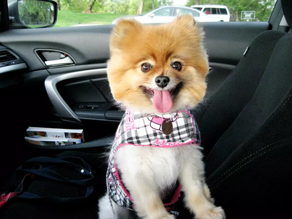 Pomeranian a cikin mota