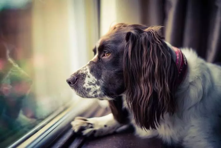 Madra brónach ag féachaint amach an fhuinneog