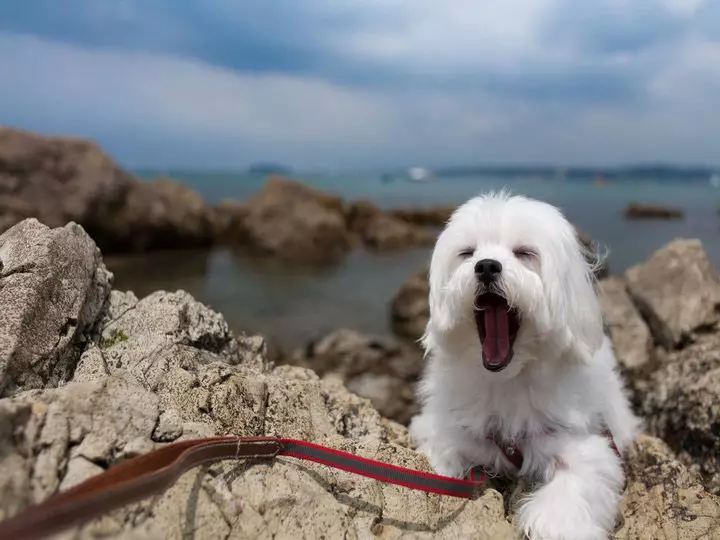 Maltese lapdog (Maltese)：照片、品种描述、性质和价格 5661_10