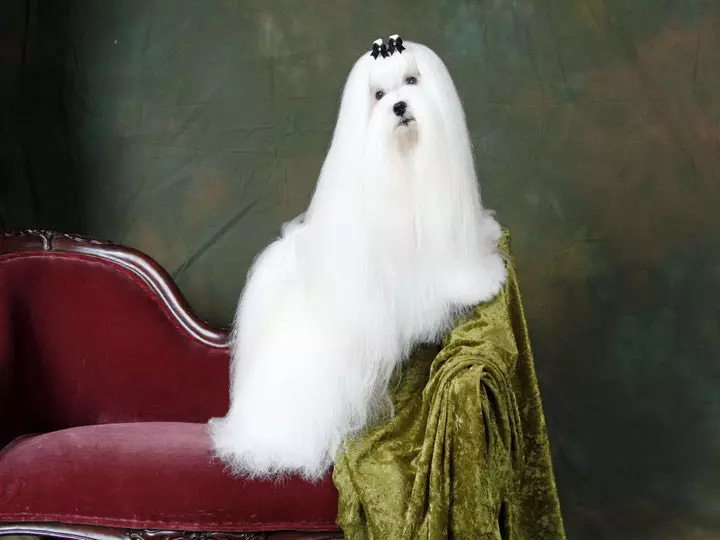 Lapdog ya Maltese (Maltese): ifoto, ibisobanuro byubwoko, imiterere nibiciro 5661_12