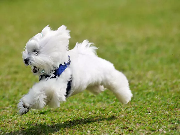 Lapdog ya Maltese (Maltese): ifoto, ibisobanuro byubwoko, imiterere nibiciro 5661_15