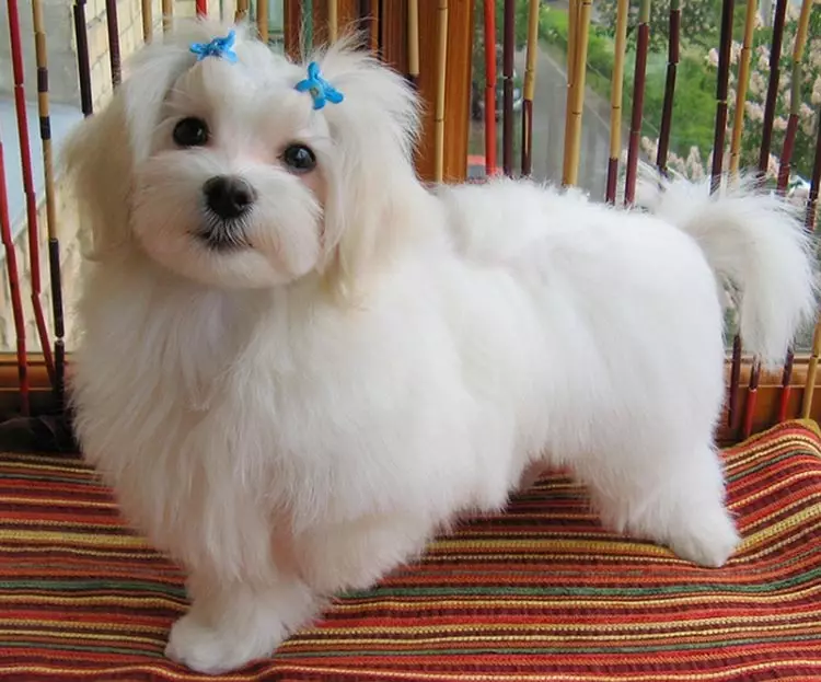 imisatsi ya maltese