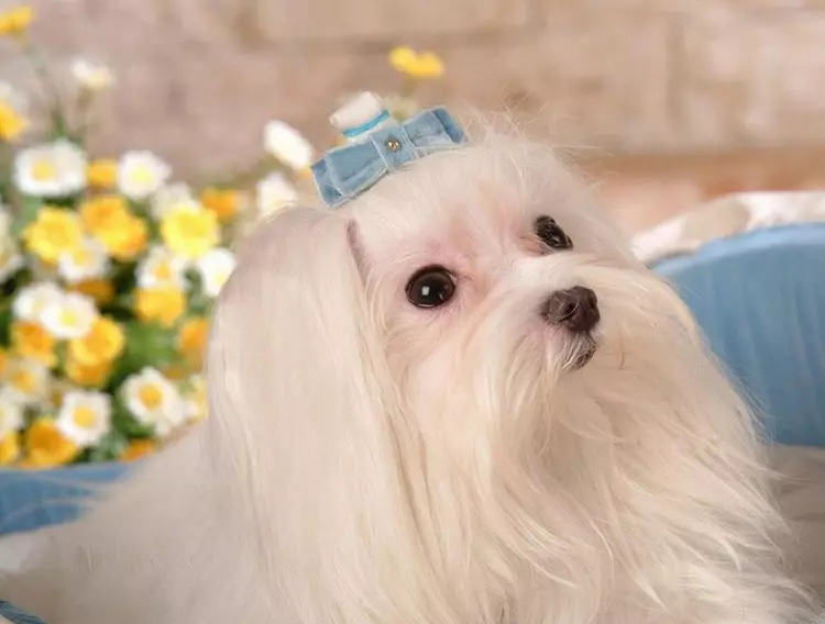 ifoto ya maltese