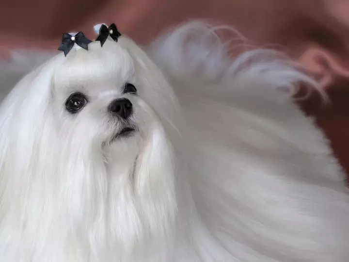 Maltese lapdog (Maltese)：照片、品种描述、性质和价格 5661_7