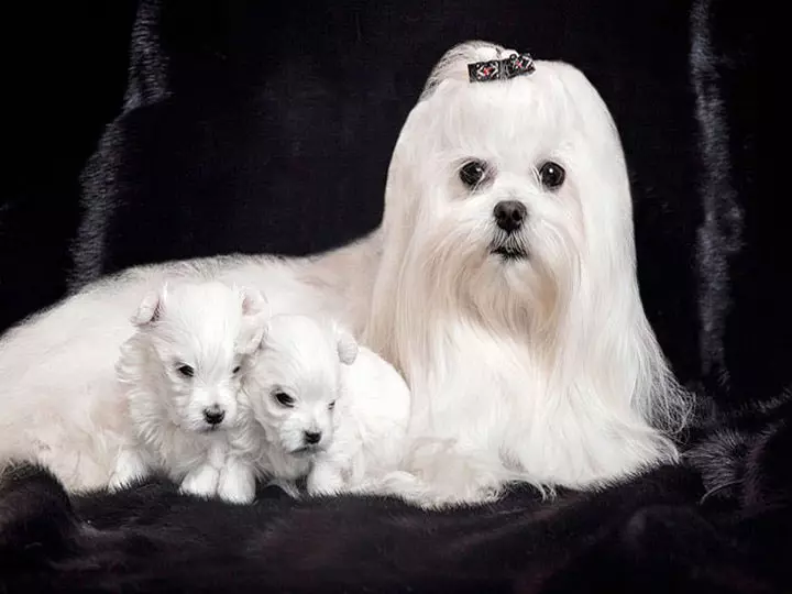 Maltese lapdog (Maltese): Fọto, apejuwe ti ajọbi, iseda ati awọn idiyele 5661_8