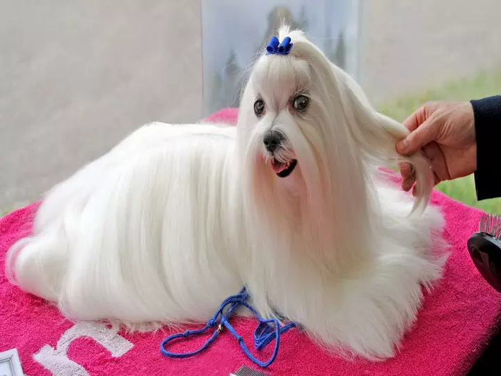 Lapdog ya Maltese (Maltese): ifoto, ibisobanuro byubwoko, imiterere nibiciro 5661_9